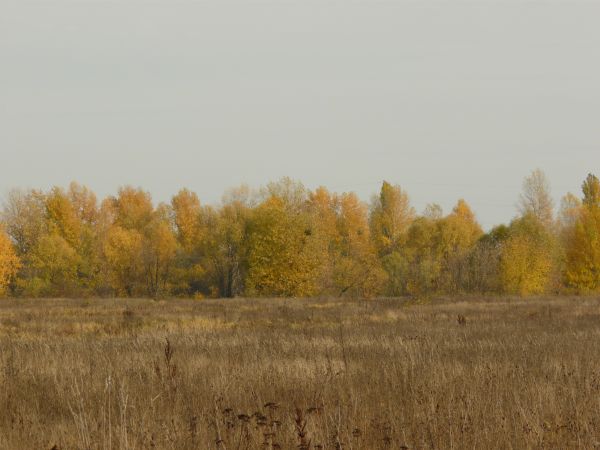 forest side view texture 0005 - Texturelib